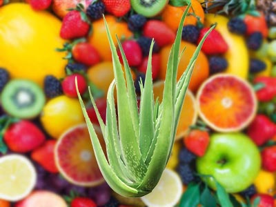 Aloe in Dietary Supplements - Benefits & Uses