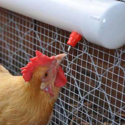 Aloe vera in chicken and broiler nutrition for enhanced meat production ...
