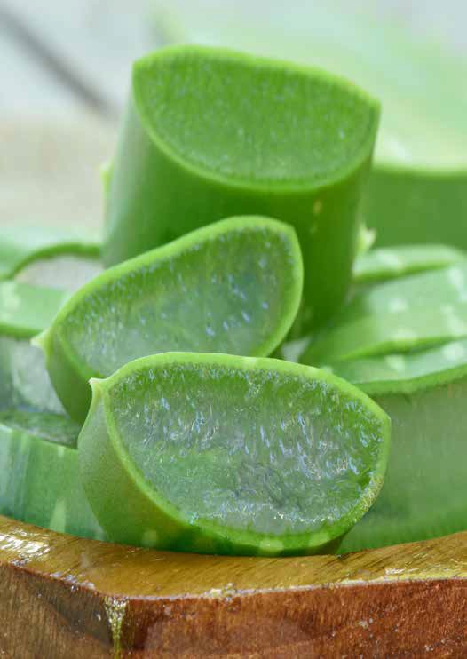 Aloe vera delivery system for dietary supplements - Blog Post - Aloe ...